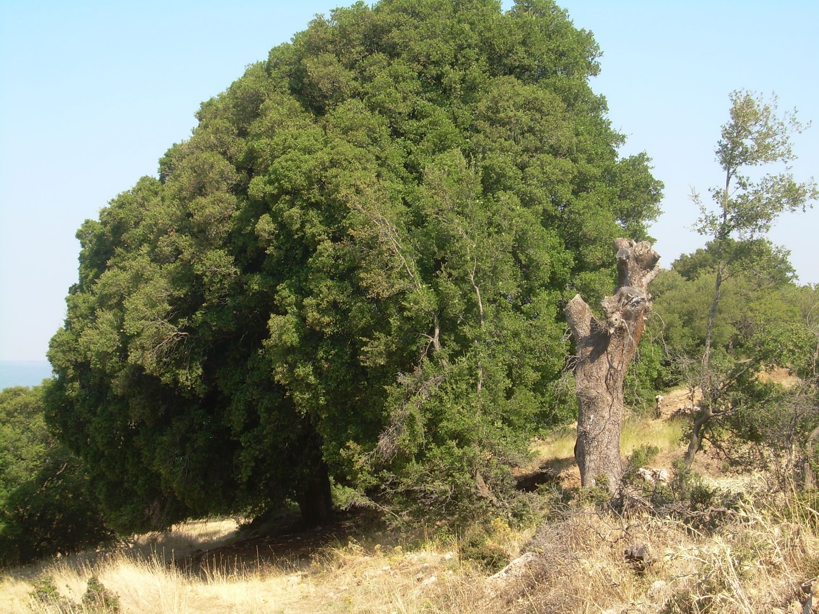 Μαρίνα Διαμαντοπούλου: Το πουρνάρι ή δρυς η κοκκοφόρος