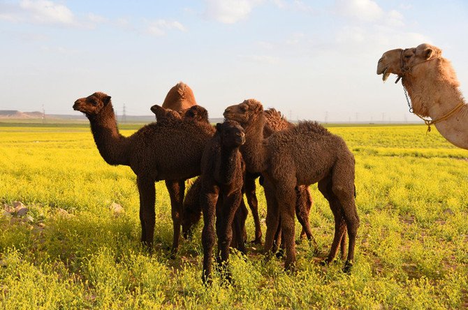 Spring Colors of Saudi Arabia