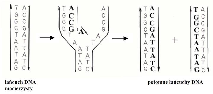 I.2. GENETYKA - NOŚNIK INFORMACJI GENETYCZNEJ - DNA, klasa VIII