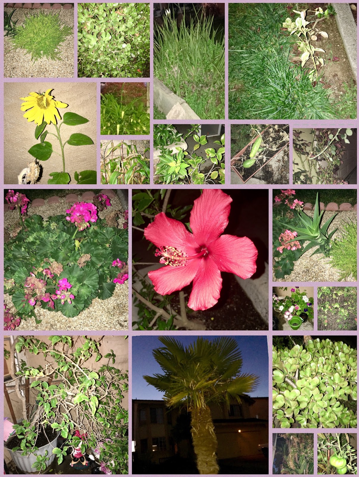 Mr. Linnet's Class Blog: P is for PLANTS! (Student Plant Collages)