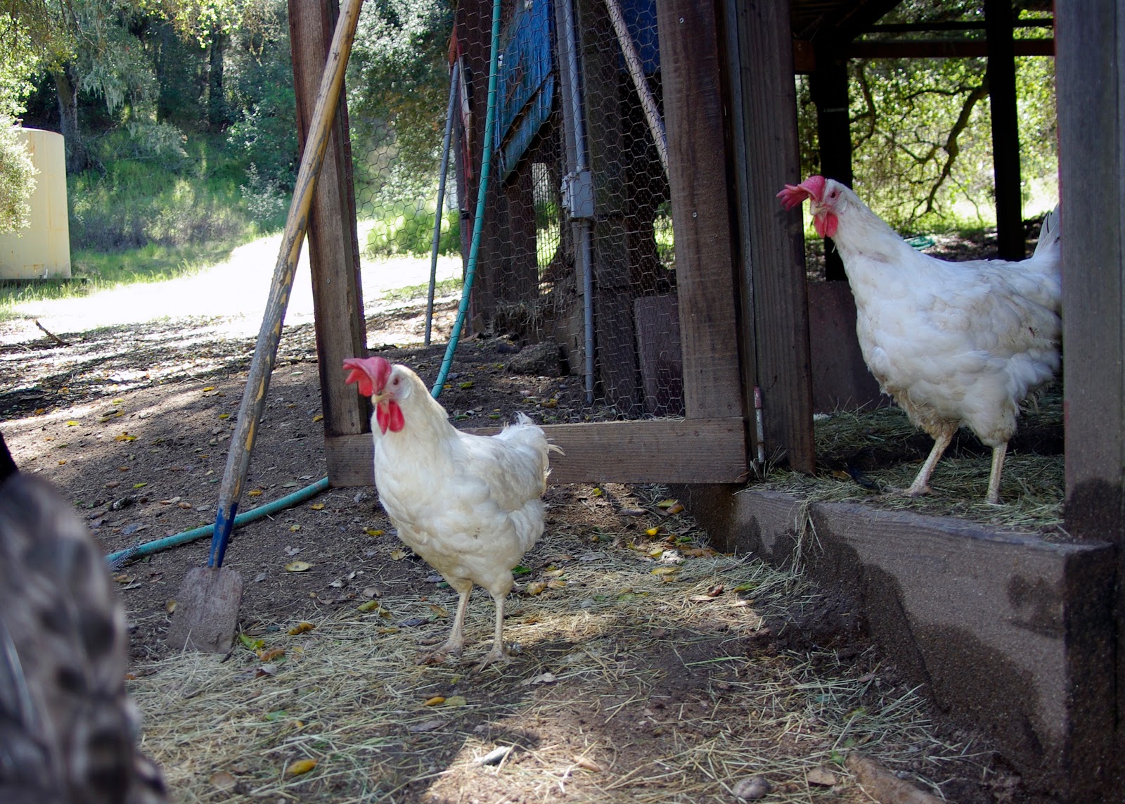 The Beneficial Bee: Chicken Rescue