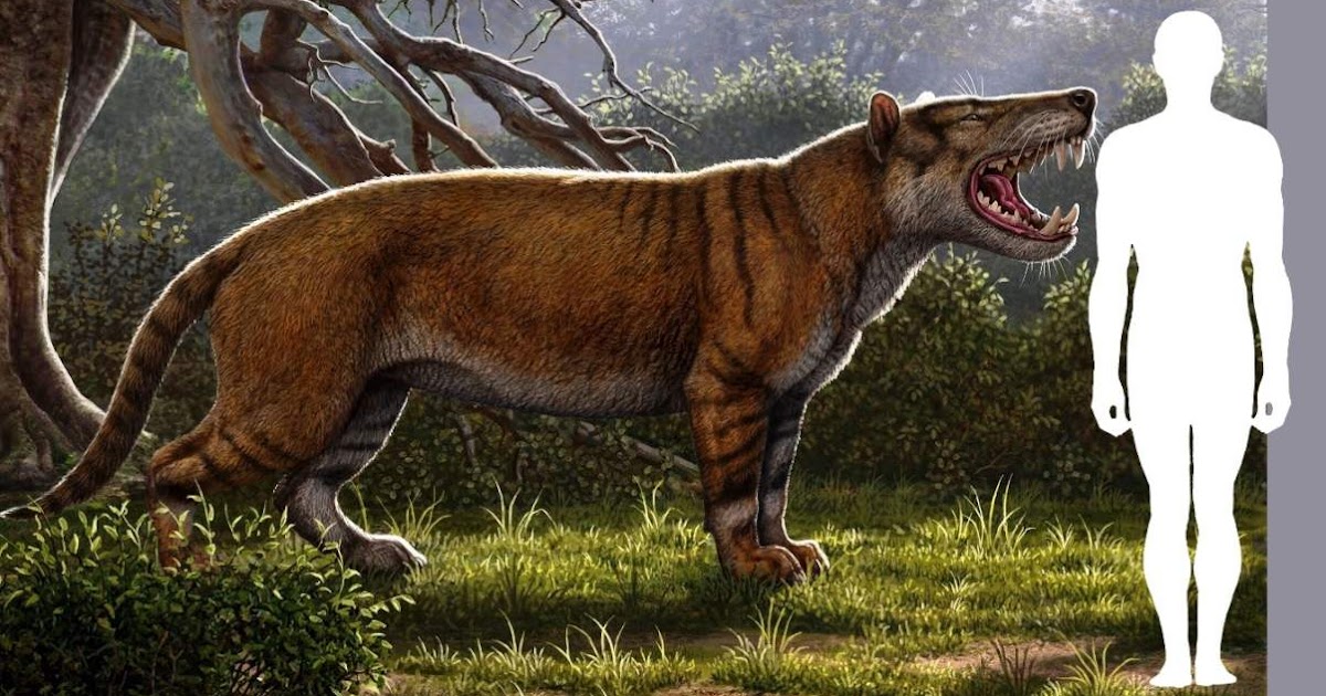 New Species of Giant Fossil Carnivore Found in Kenya | Geology In