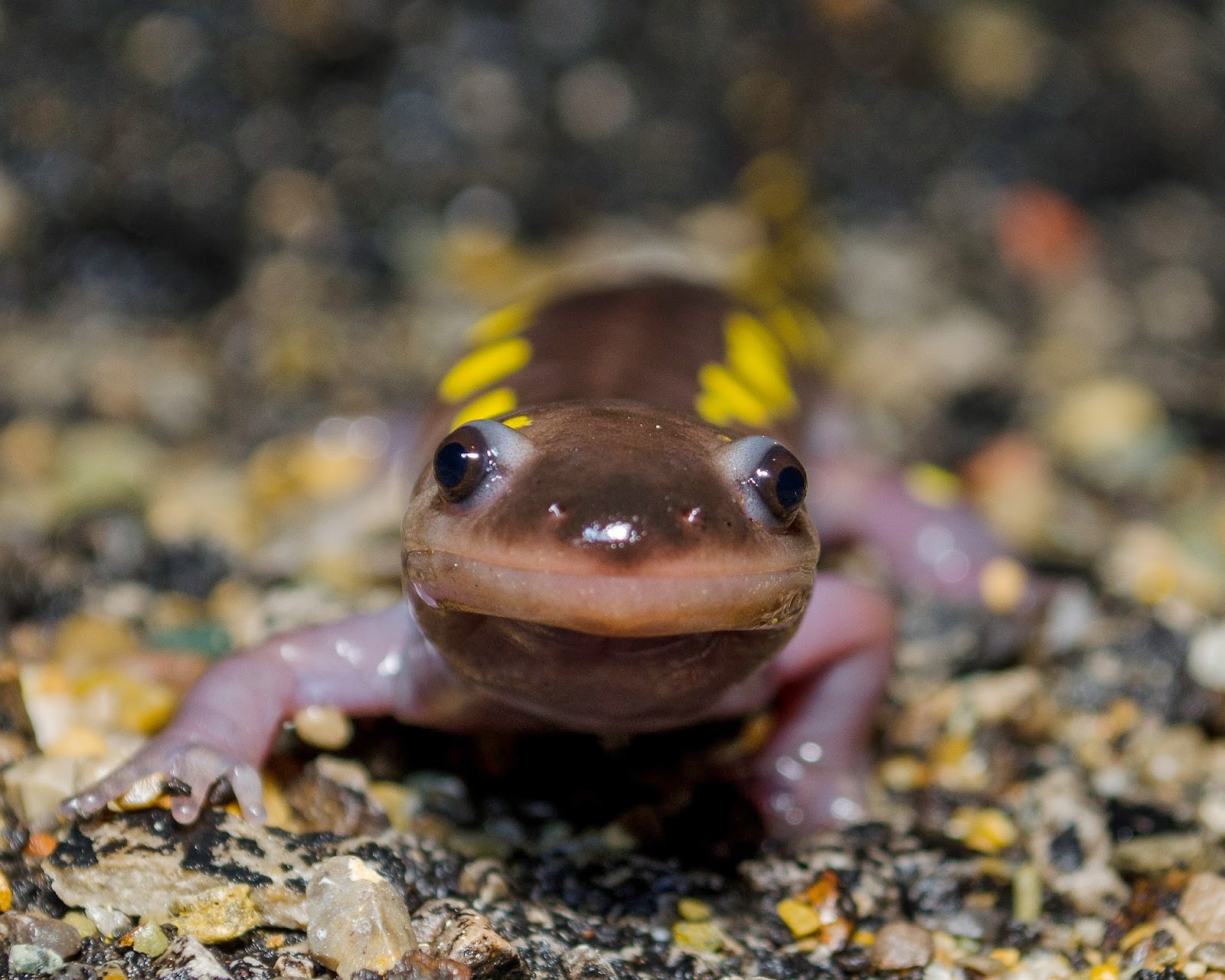 Salamander Face