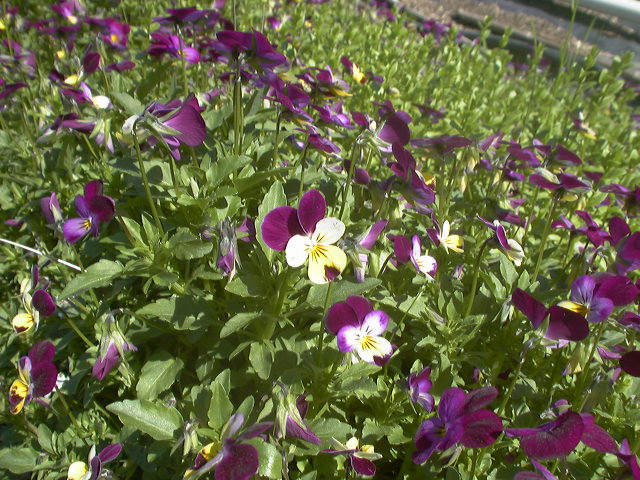 World of Irises: October 2013