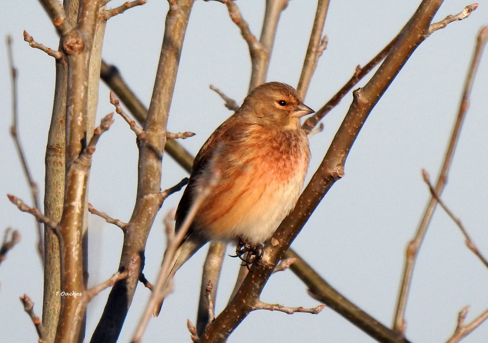 PASARI DIN ROMANIA: CANEPAR (Pietrusel), Linaria cannabina