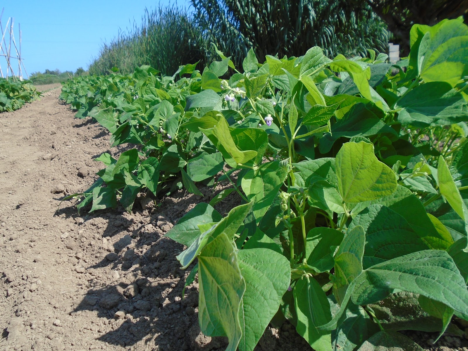 Ramonet si vas a l'hort: Bajoca del cigarret de mata baixa