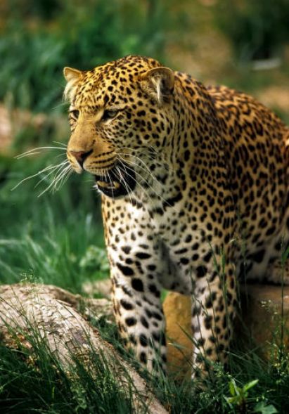 LAMAN GEOGRAFI ANDA: Tumbuhan Semula Jadi