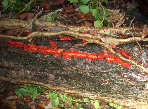 A bad witch's blog: October 2013