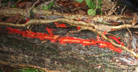 A bad witch's blog: Halloween Mystery: The Case of the Bleeding Tree