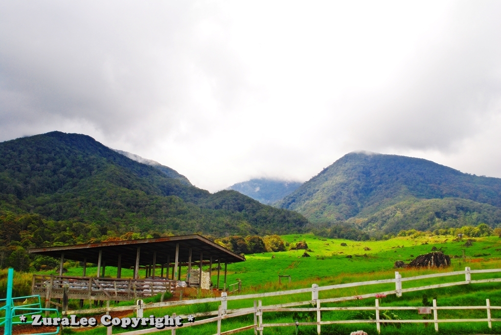 Cerita Saya: Sabah - Desa Cattle Farm
