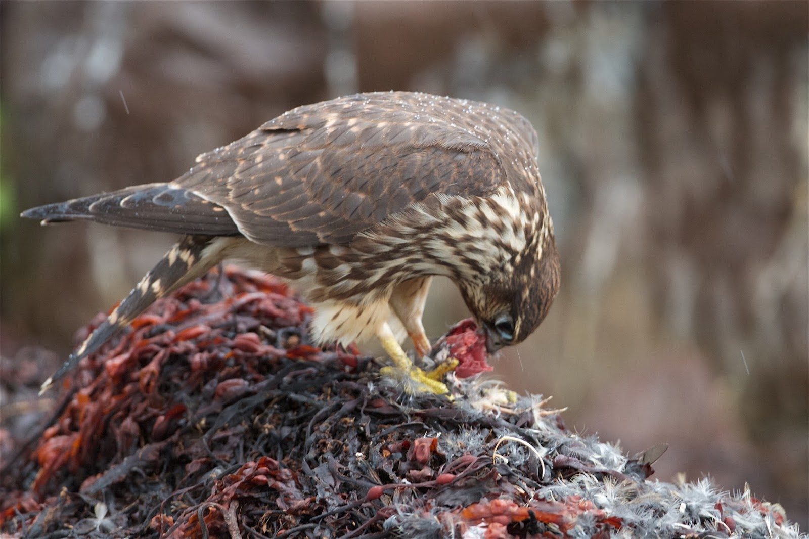 Charlie Sargent's bird ringing: Merlin's magic strikes again, 451 birds