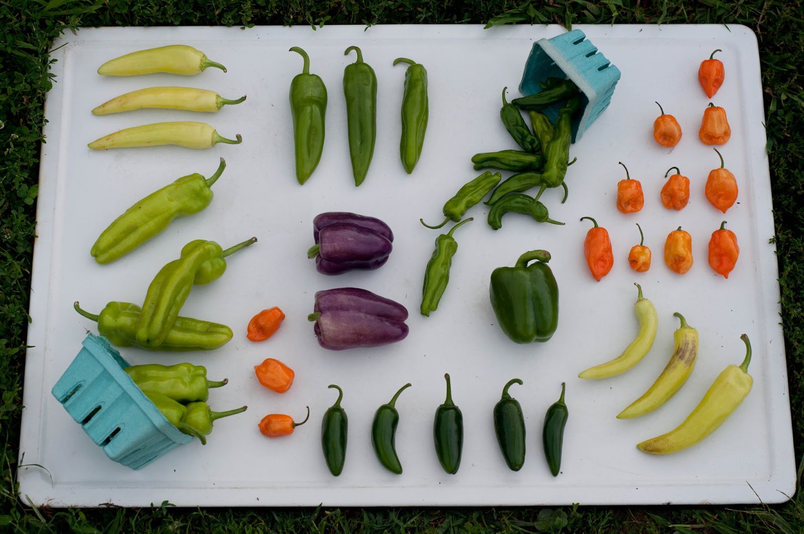 Robson's Farm: Pepper Post: Frying Pepper