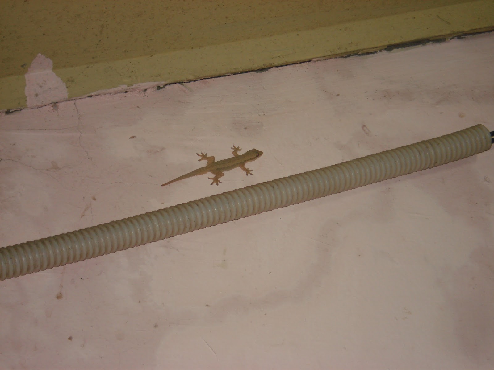 Super Worm Friends of Alain Ray: 3 Crawling Monsters You Need to Avoid ...