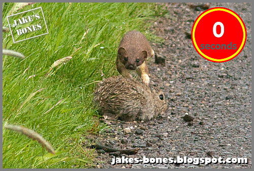 The amazing thing the stoat did : Jake's Bones