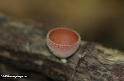 Ascomycetes, Ascomycotina | blog Biologi