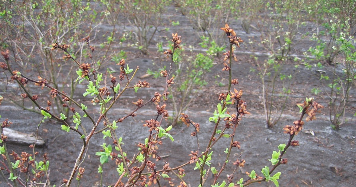 The NC Blueberry Journal: Botrytis Flower Blight