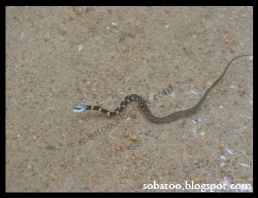 සොබා රූ: සිංහරාජය රස වින්දෙමි (අවසන් කොටස)