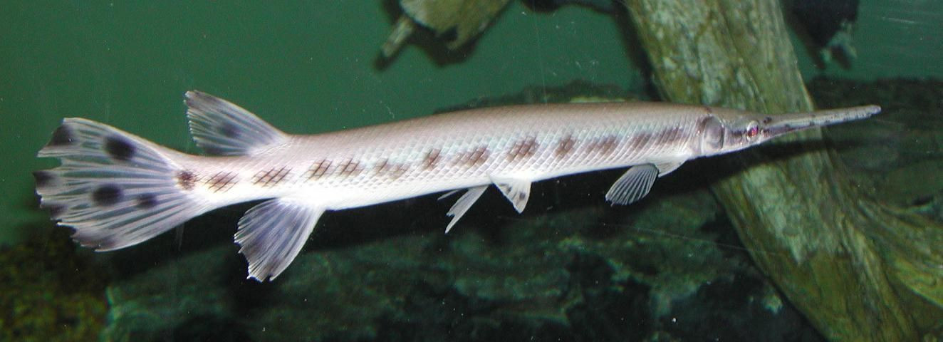 Real Monstrosities: Gar