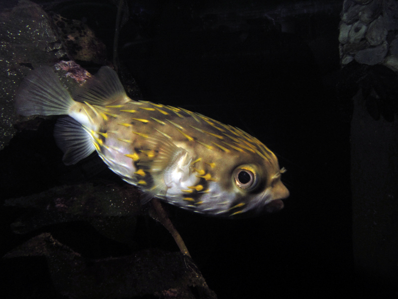 AQUATICHYK: GLOBEFISH / Diodon nichthemerus