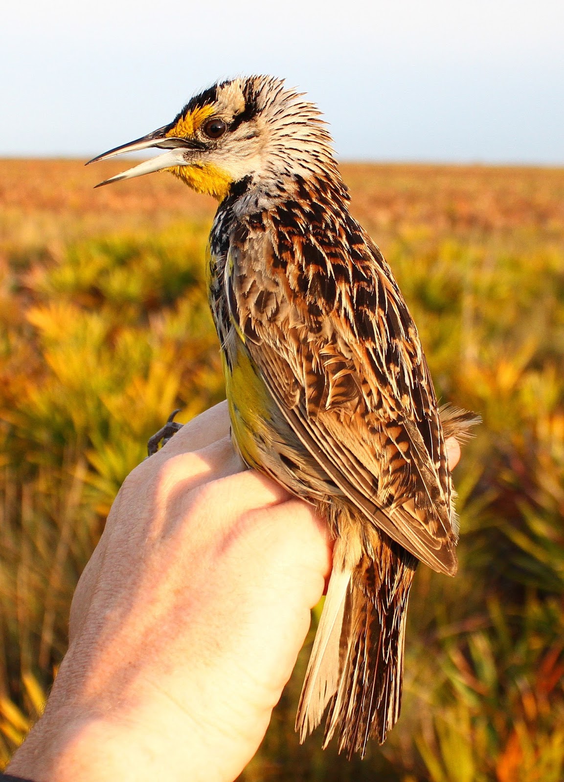 pelagicus: Florida prairie - birds