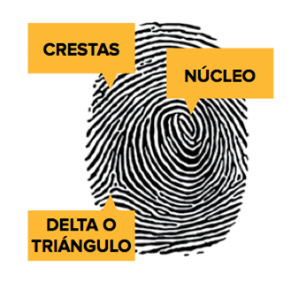 Dactiloscopia: DACTILOSCOPIA