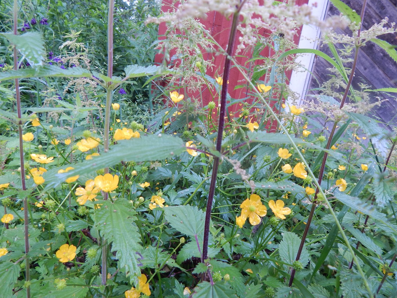 Selman luontoblogi: Kesän kasveja 1