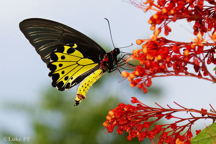 Butterflies of Singapore: Life History of the Common Birdwing