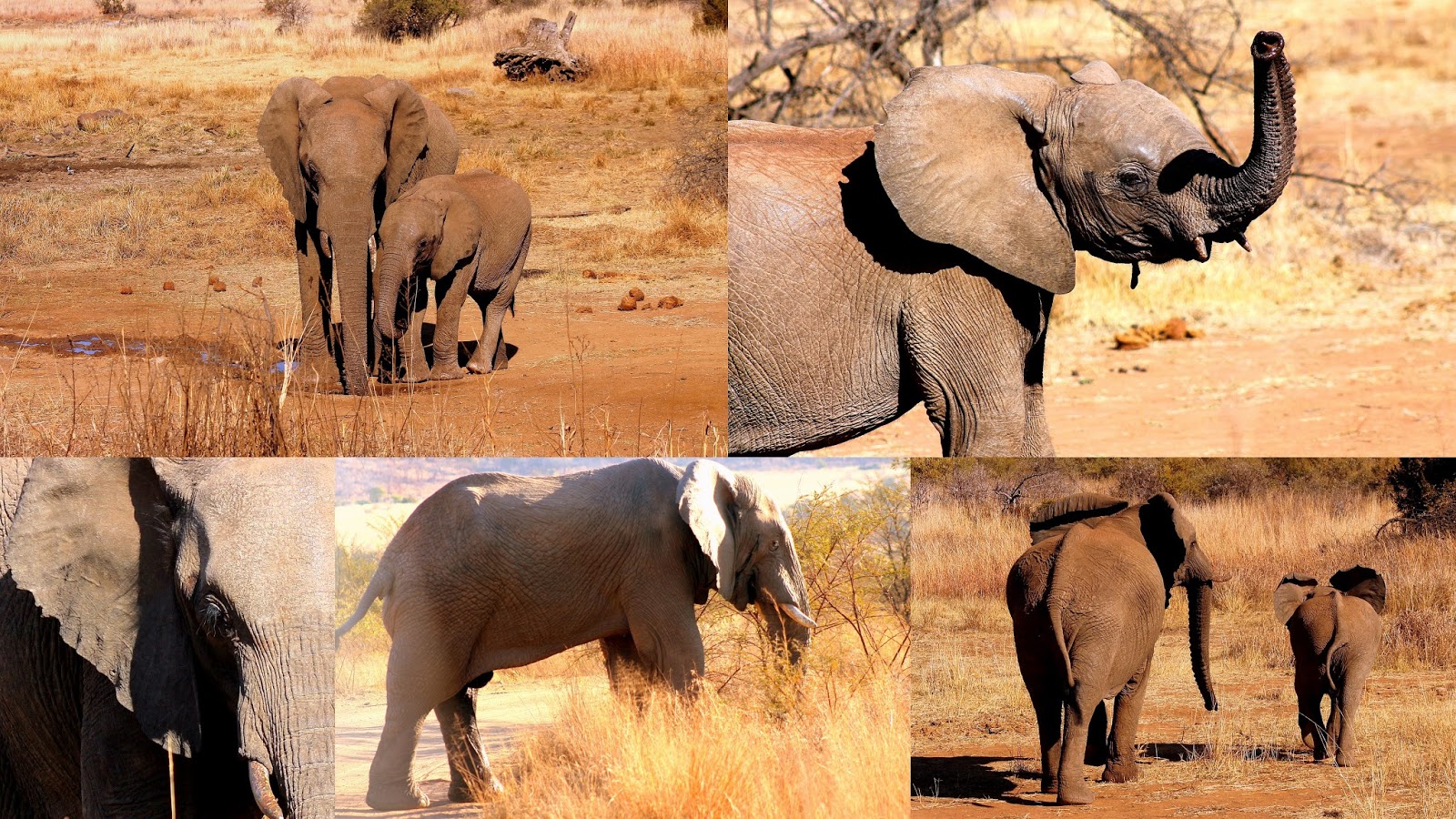 Rustelose Suid-Afrikaner: Die Juffrou en die Ranger