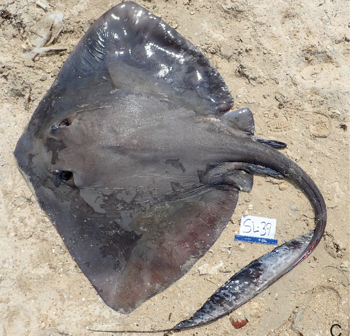 Sciency Thoughts: Identifying Sharks and Rays from the waters around ...