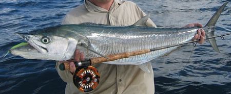 Amilton e Diego - Dicas De Pesca: Cavala / King Mackerel (Scomberomorus ...