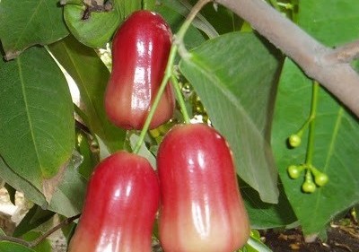 10 Jenis Jambu Air Terpopuler Di Indonesia | Petani Indonesia