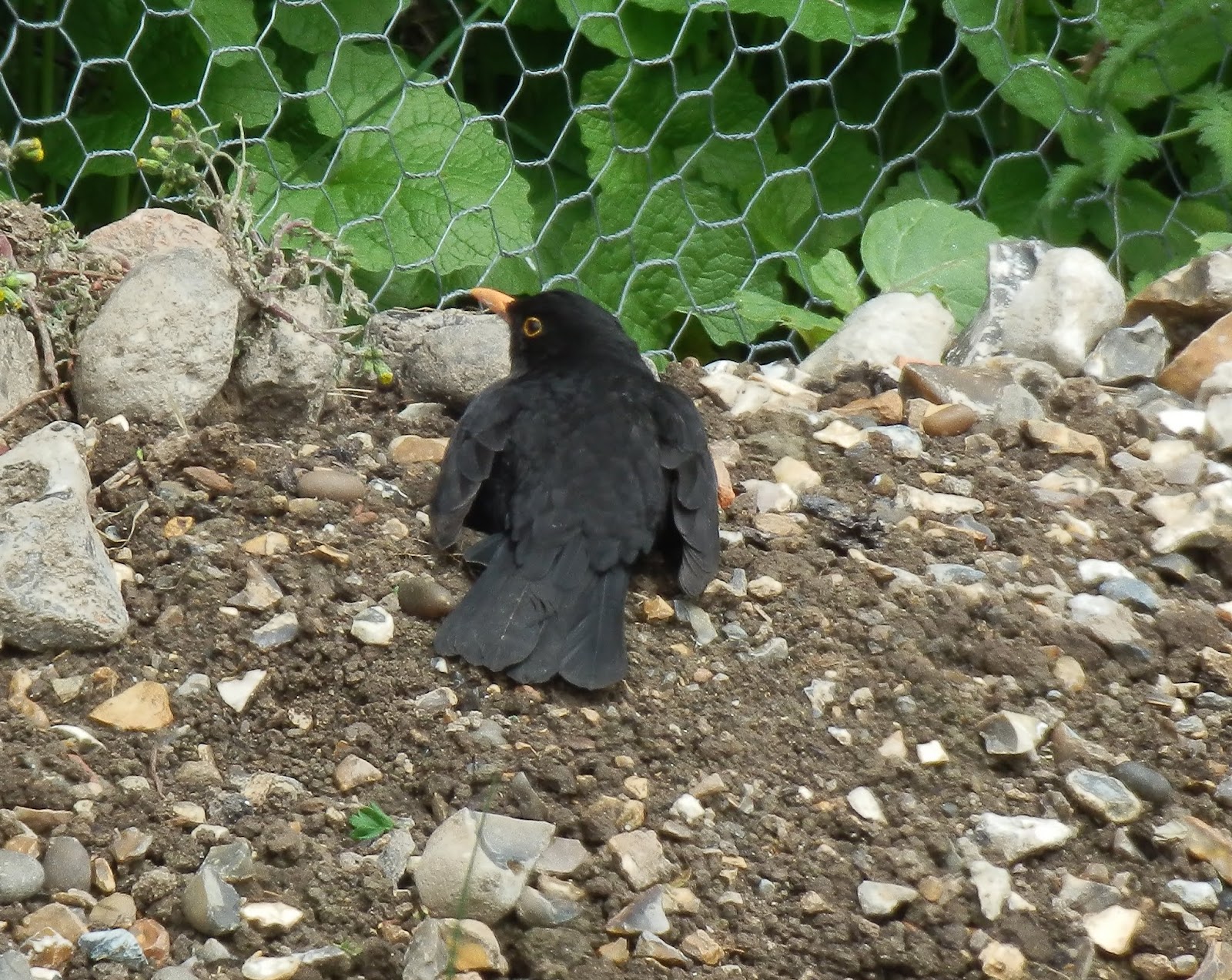 Male Blackbird