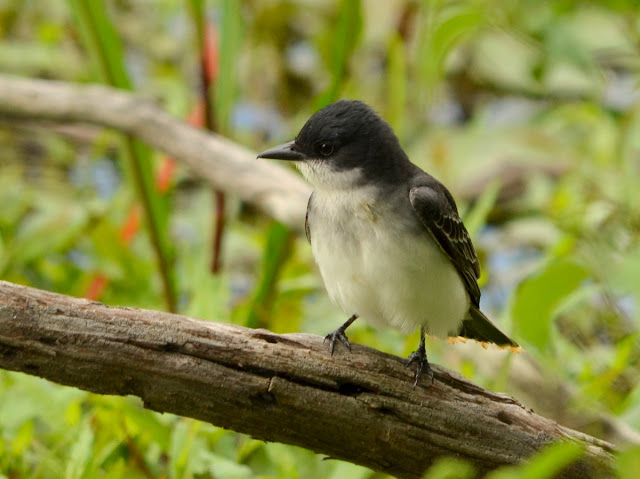 Woods Walks and Wildlife: May 2015