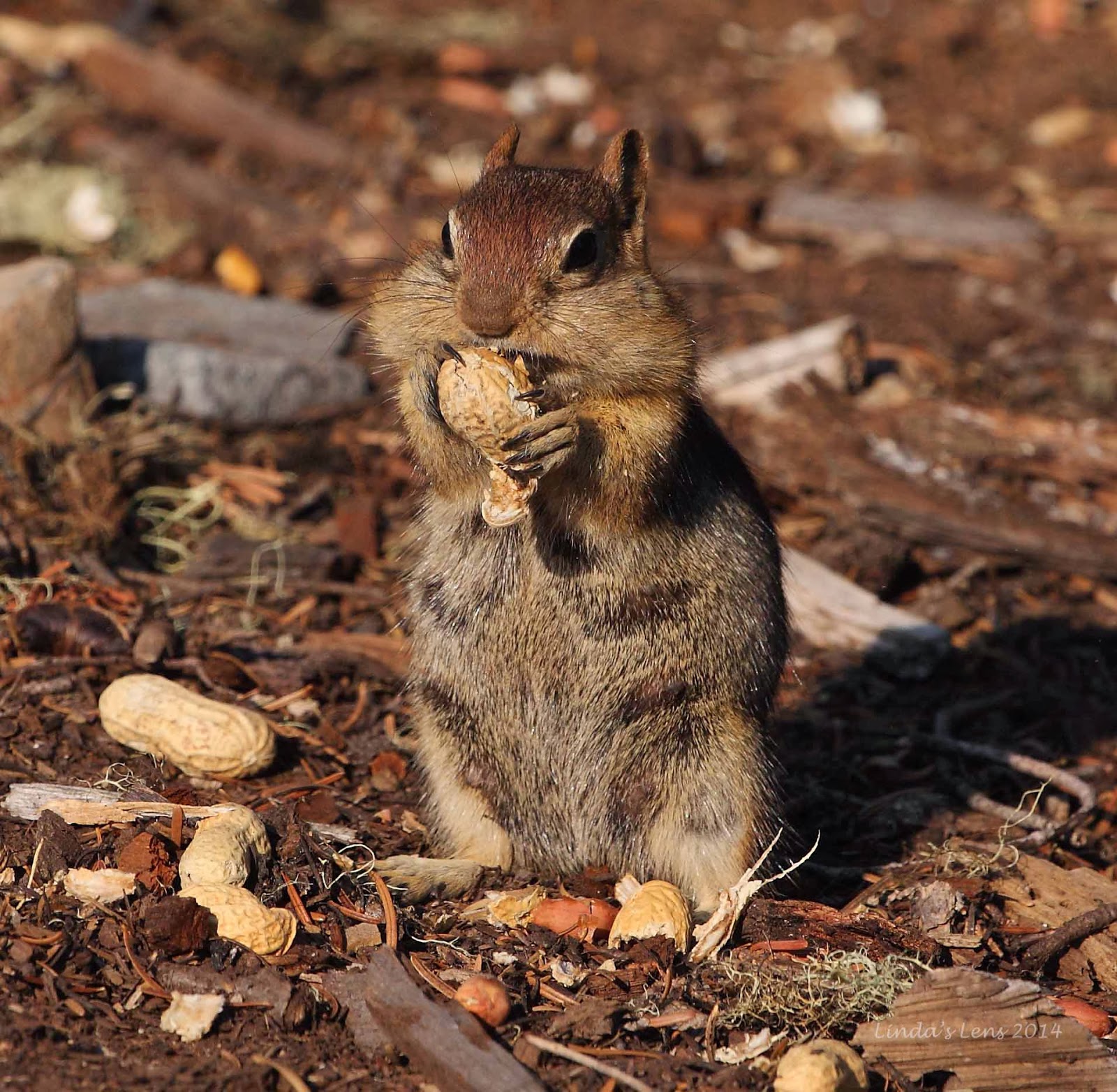 Linda's Lens: Chubby Chipmunks