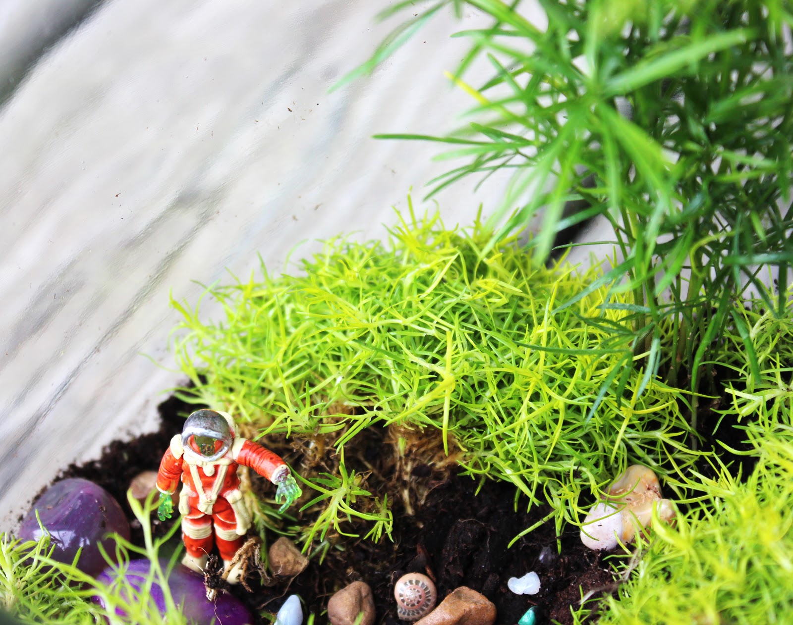 J Mcconnaughhay Design: An Impossible Astronaut Terrarium