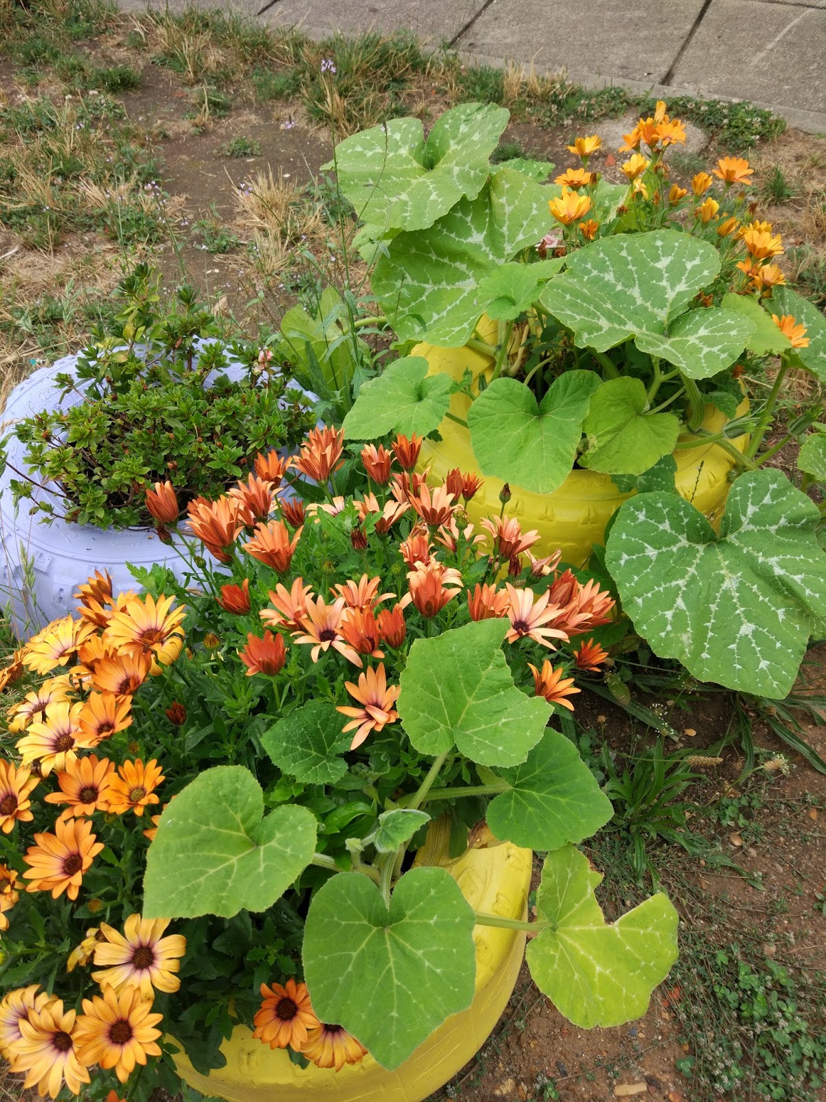 ECO CLUBE - Escola Básica de Alfena: Aboboreiras em floreiras