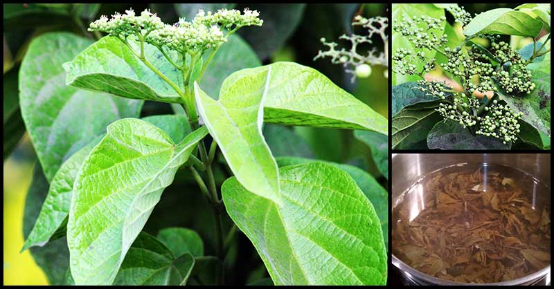 Medicinal Uses of Alagaw | Dr Farrah MD