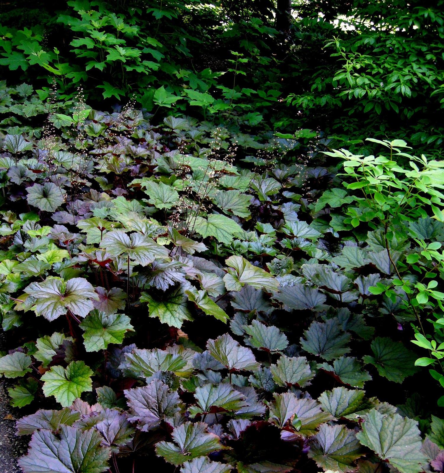 The amazing native Coralbells - Heuchera villosa