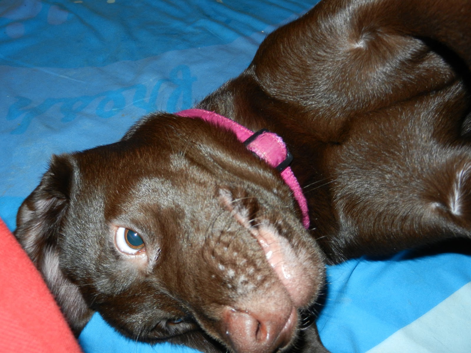 A puppy named Poppy.