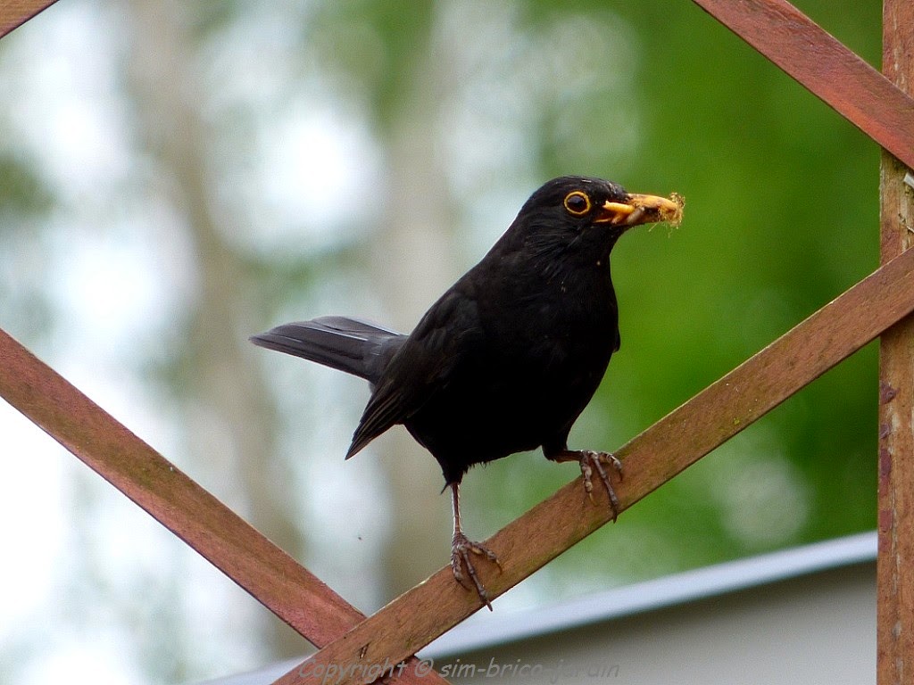 sim-brico-jardin: Merlette et ses bébés.