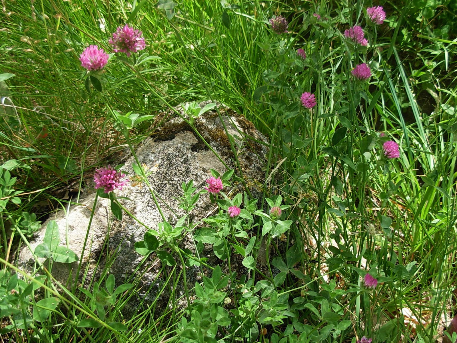 PlazaNavaluenga: Trébol rojo o violeta (Trifolium pratense)