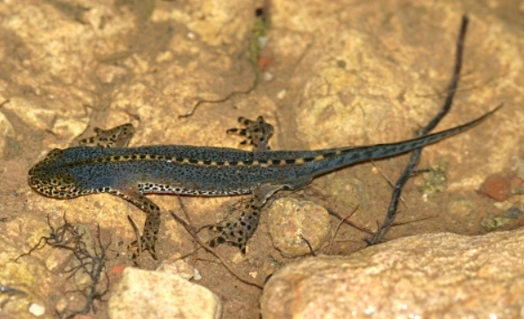 JOŠT STERGARŠEK: O DVOŽIVKAH IN LJUDEH