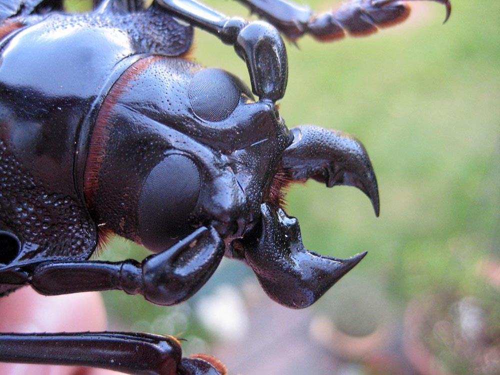 SKBT: The world's largest beetle