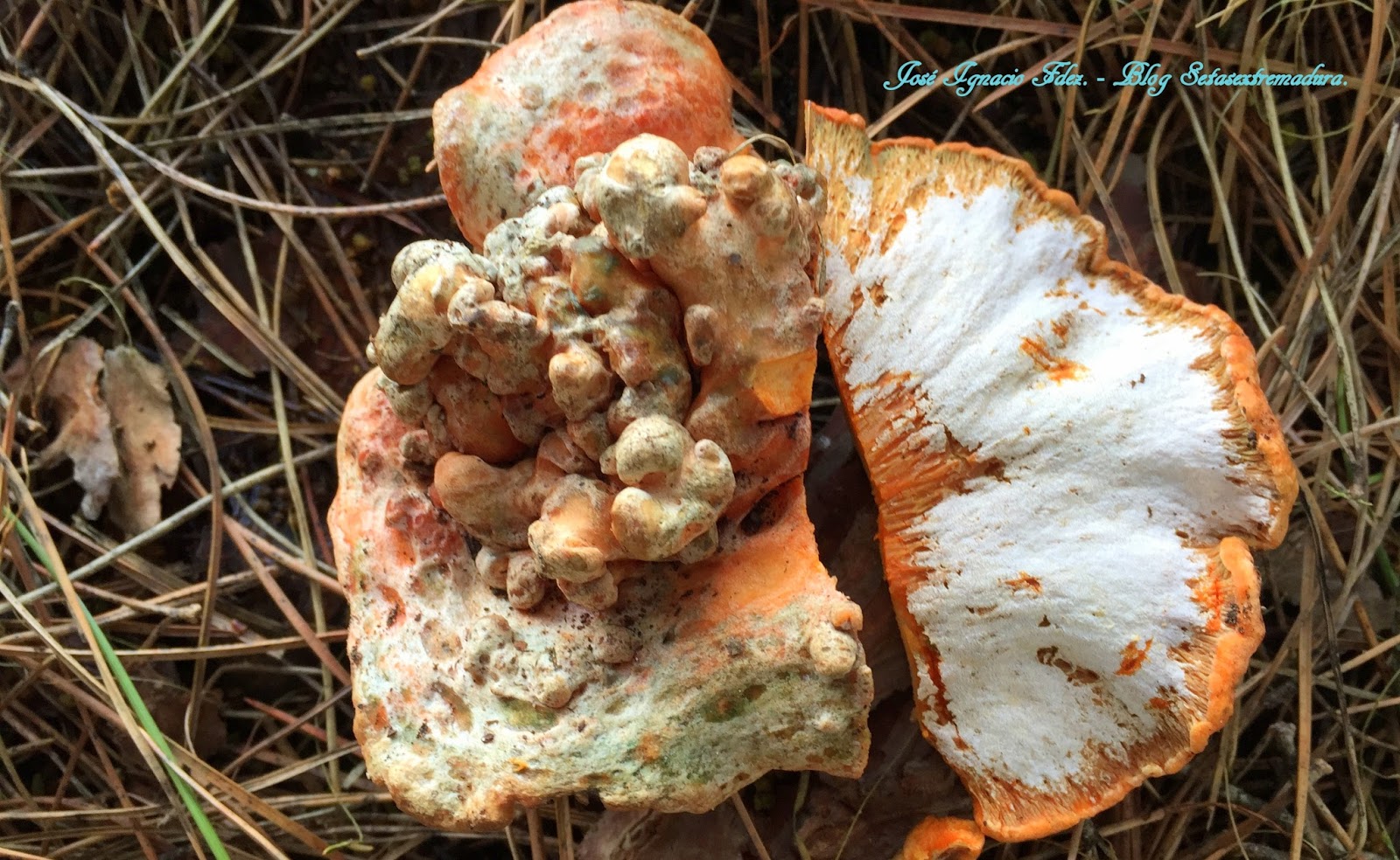 Setas Extremadura : Hypomyces Lateritius