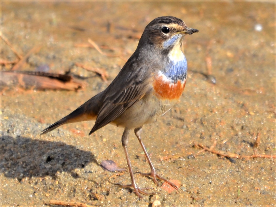 Imagens da vida animal: Pisco-de-peito-azul (Luscinia svecica)