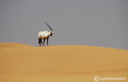 Paraísos del mundo: En busca de los últimos Órix de Arabia