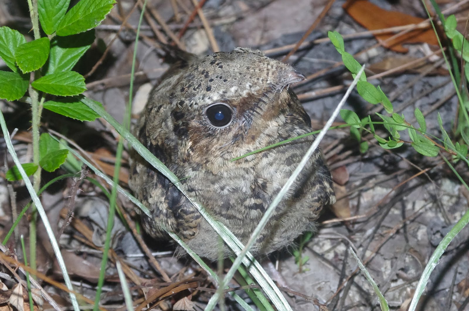 onward, westward: Nesting nocturnal birds