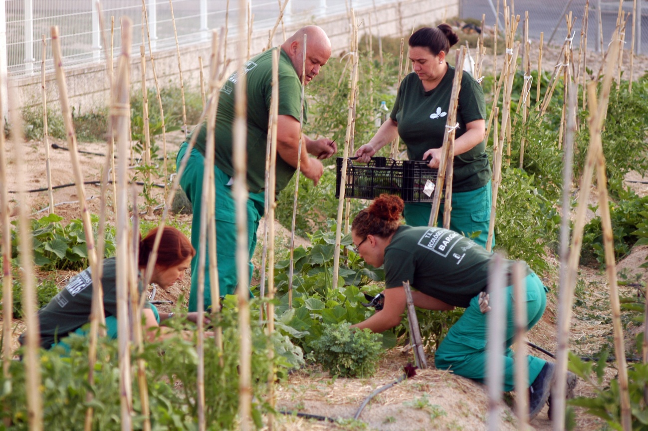 Ecohuertita Bargueña: Recolección de nuestros productos