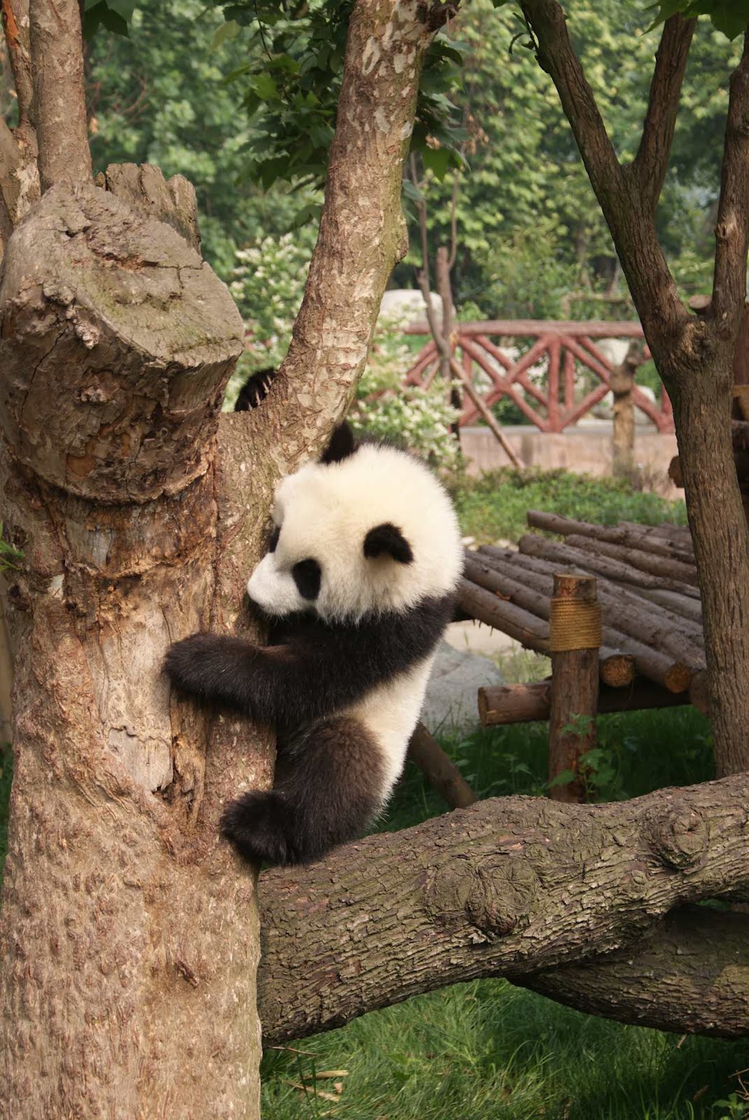 Michelle and Gareth's travel blog: Cuddling a Giant Panda