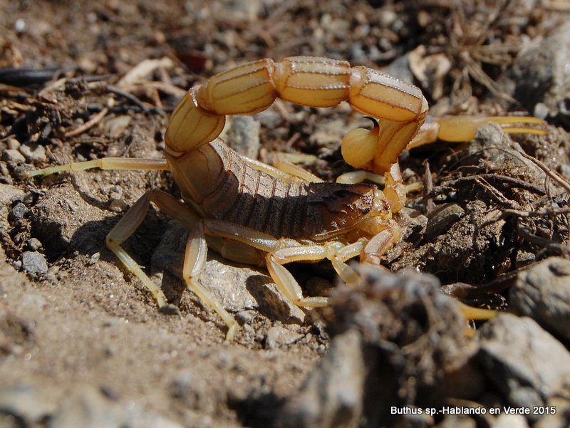 Hablando en verde: Alacrán, escorpión o Buthus sp.